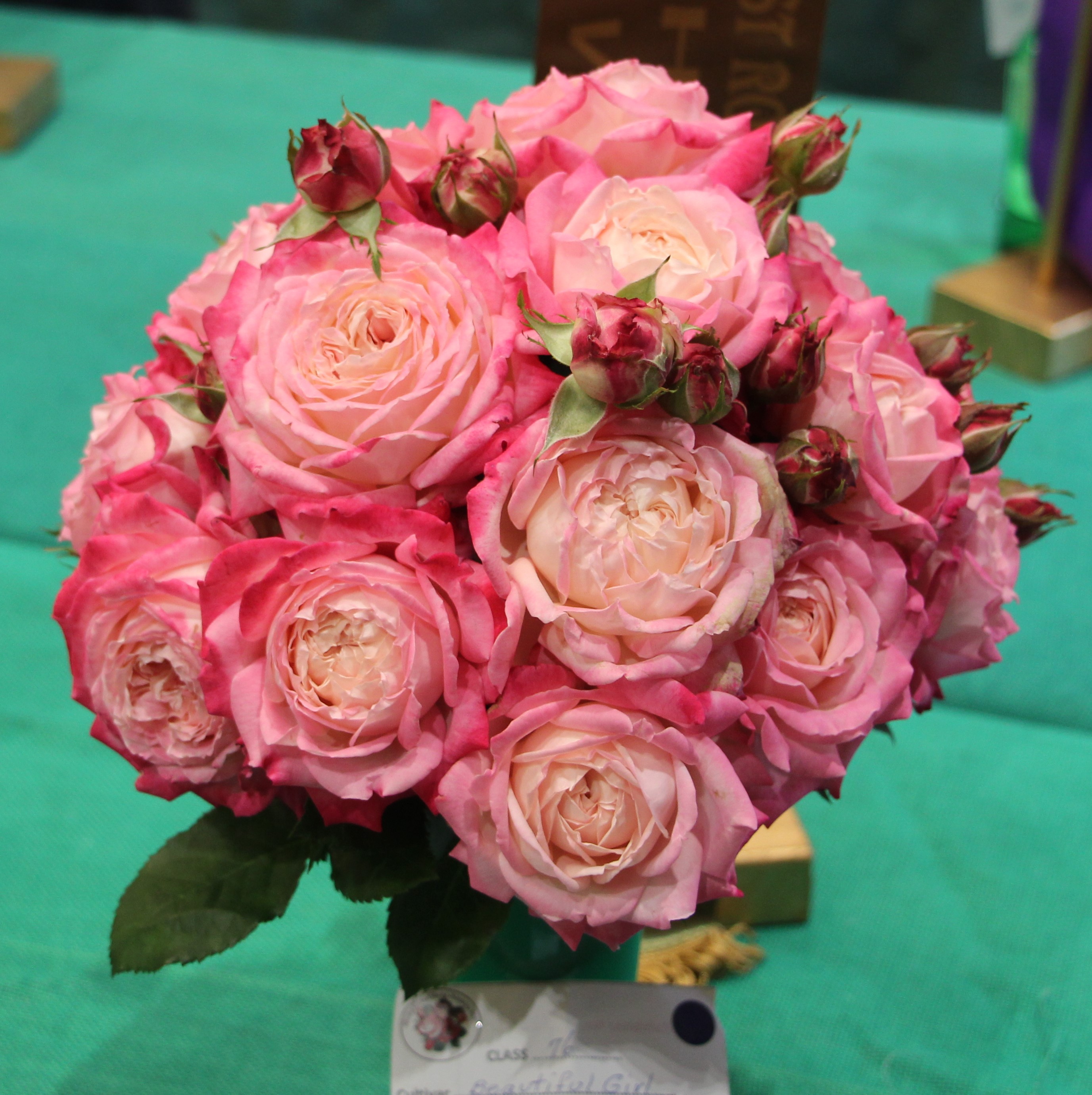 Queensland Rose Society | Grow Better Roses | Australian Roses